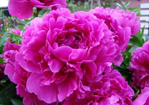 Делёнки пиона гибридного Феликс Сюприм