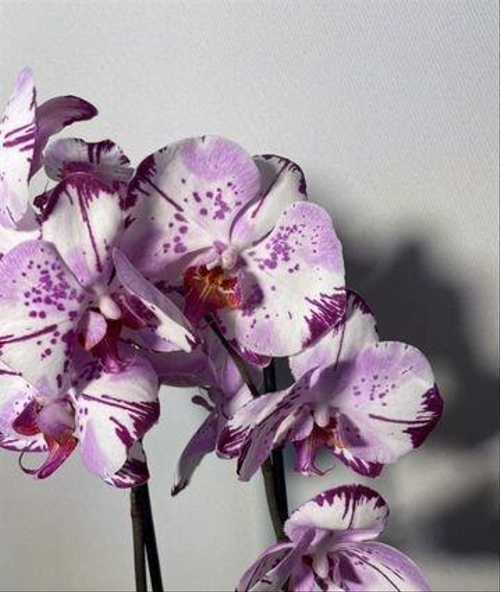 Орхидея фаленопсис Меджик Арт