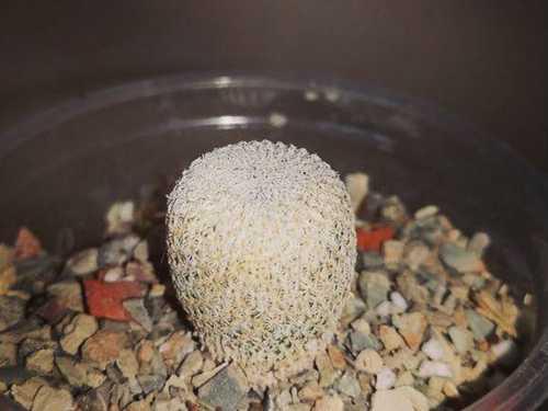 Epithelantha micromeris 3 растения