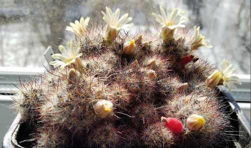 Кактус Mammillaria prolifera