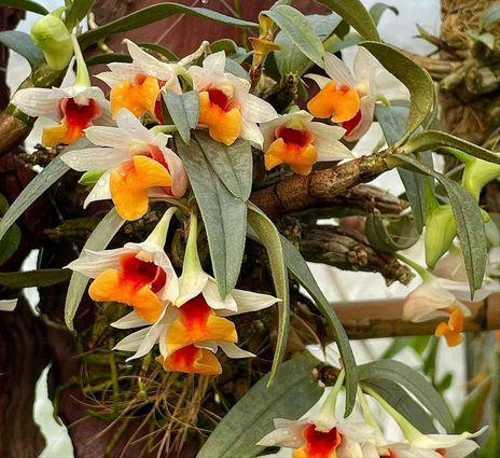 Орхидея dendrobium bellatulum