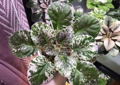 Rose Bouquet (G.T.Smith), детки фиалки