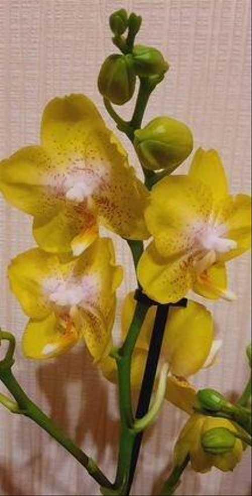 Орхидея Баттеркап 2 цветоноса