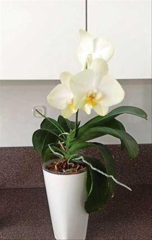 Орхидея фаленопсис голден ягуар и равелло