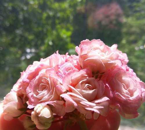 Пеларгония fisher's appelblossom и другие
