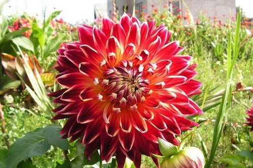 Георгины клубни из Голландии бесплатно доставка