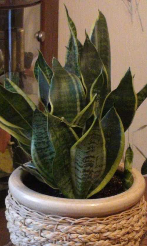 Детки Сансевиерия Ханни (Sansevieria Hahnii)