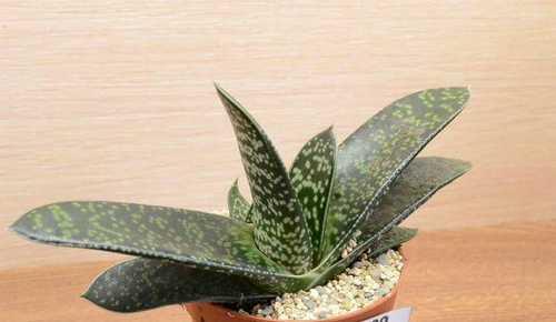 Gasteria sp. (Гастерия) (SCT28109)