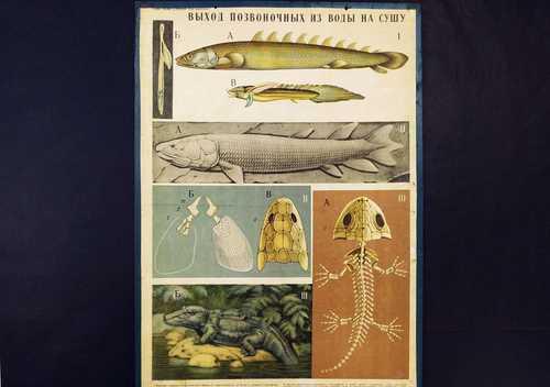 Плакат 1954г Эволюция 83х60см СССР школа старинный