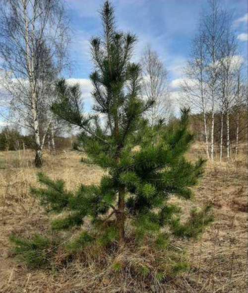 Саженцы хвойных, деревьев