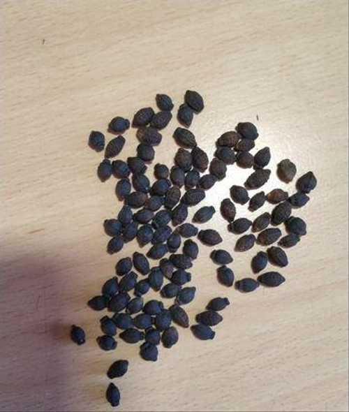 Семена мирабилиса фото как выглядят