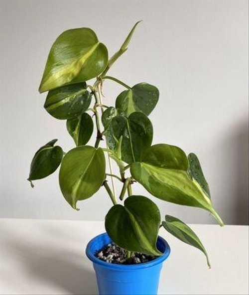 Филодендрон Сканденс Бразил / Philodendron Brasil