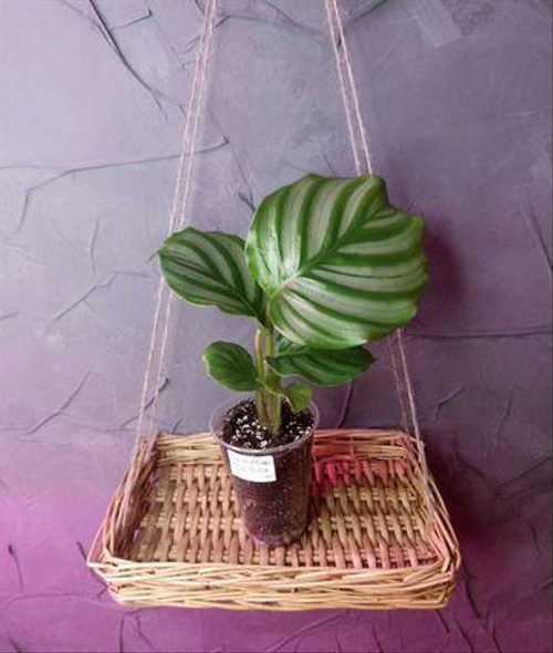 Калатея Орбифолия/Calathea Orbifolia