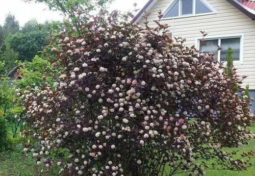 Пузыреплодник Диабло, Бульдонеж