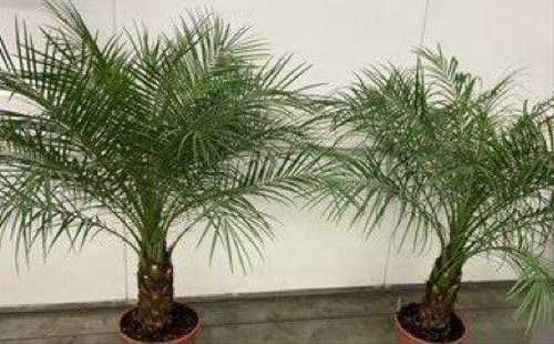 Финиковая пальма / Финик Н 130-135 см