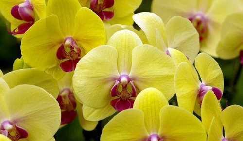 Орхидея Фаленопсис «Желтая Жемчужина»