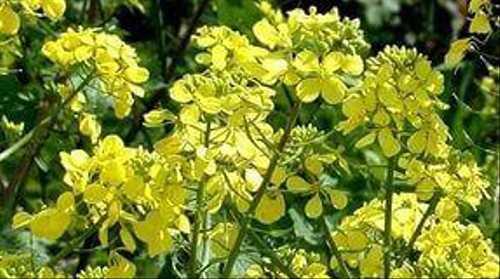 Семена горчицы белой, жёлтой