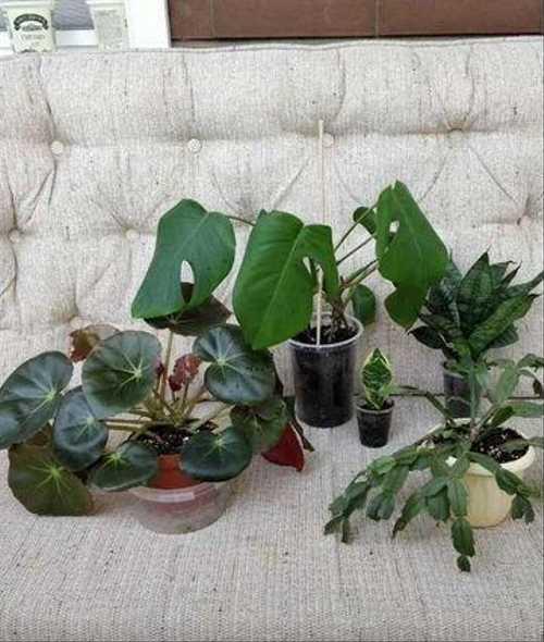 Неприхотливые комнатные растения