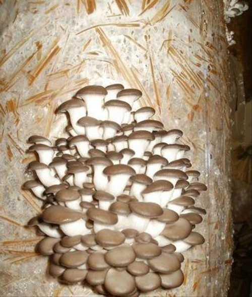 Зерновой мицелий от Крым гриб