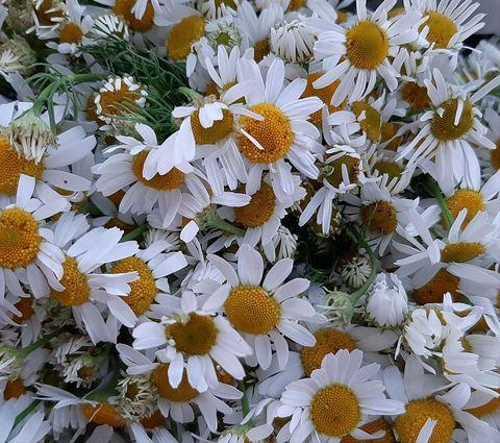 Ромашка лекарственая