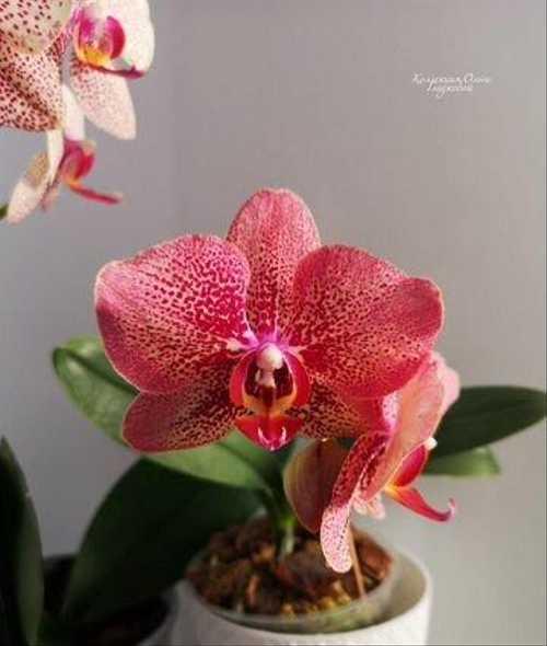 Орхидея Фаленопсис Asian Dragon