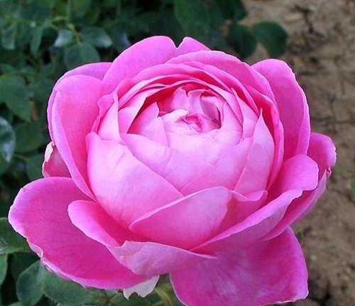 Роза Поль Нейрон Фото