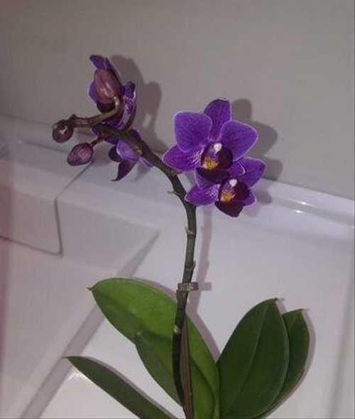 Фиолетовая орхидея фаленопсис