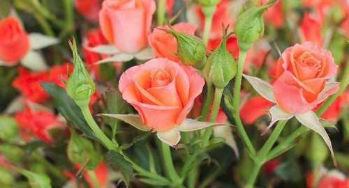 Саженцы розы Алегрия (зкс)