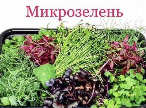 Микрозелень - ферма