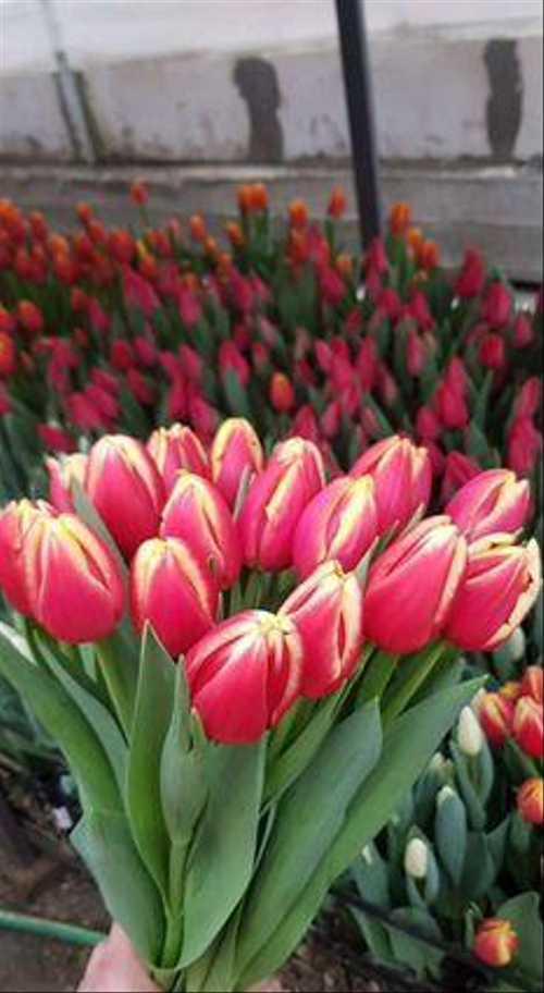 Тюльпаны к 8 марта оптом