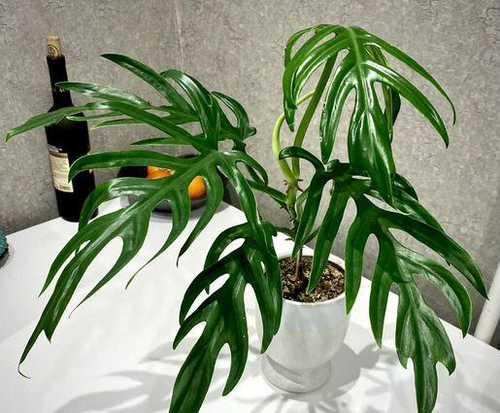 Филодендрон изящный Philodendron Elegans