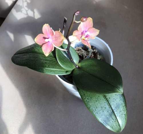 Орхидея фаленопсис Dusty Belle