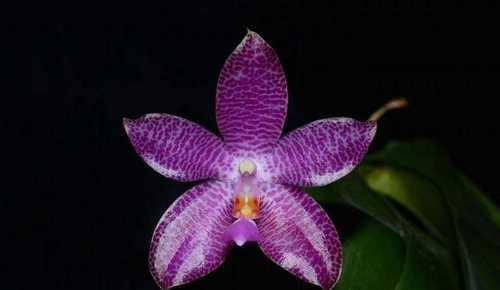 Орхидея P. Mok Choi Yew ароматный