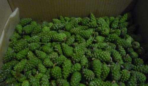Зеленые сосновые шишки