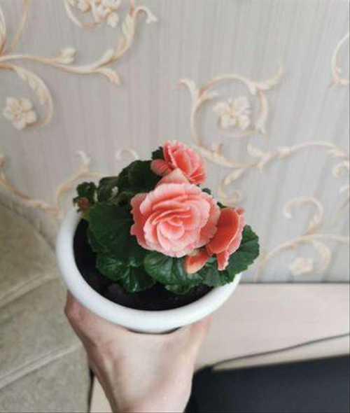 Бегония элатиор бориас