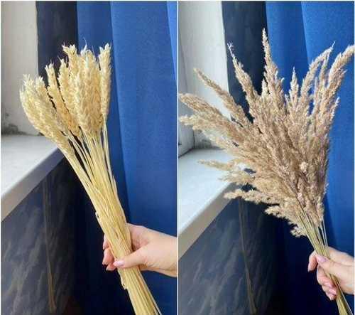 Сухоцветы (колоски пшеницы, пампасная трава)