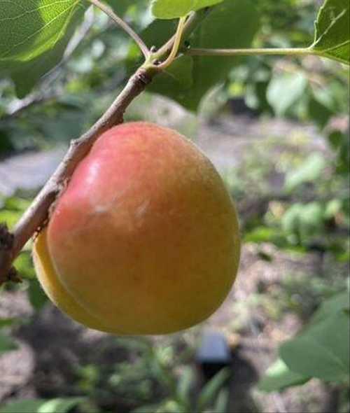 Саженец абрикоса (однолетка)