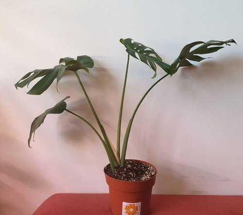 Монстера Деликатесная Monstera Deliciosa