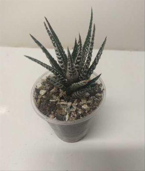 Haworthia fasciata Alba (Хавортия полосатая Альба)