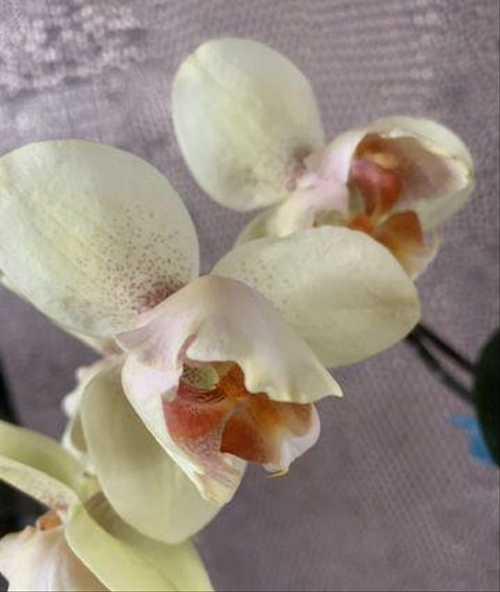 Орхидея фаленопсис пелор