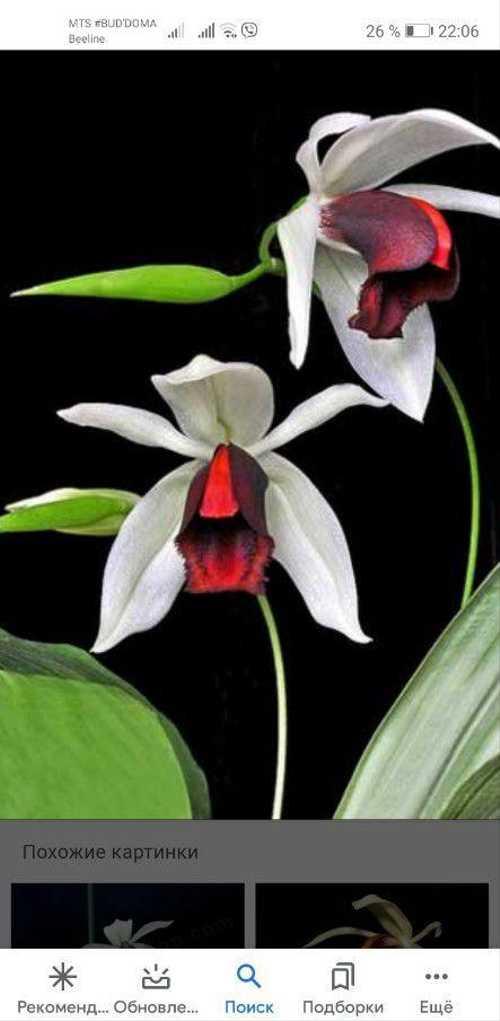 Орхидея Coelogyne