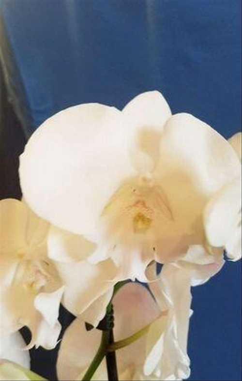 Биг Лип Леонтин орхидея фаленопсис цветущая с буто