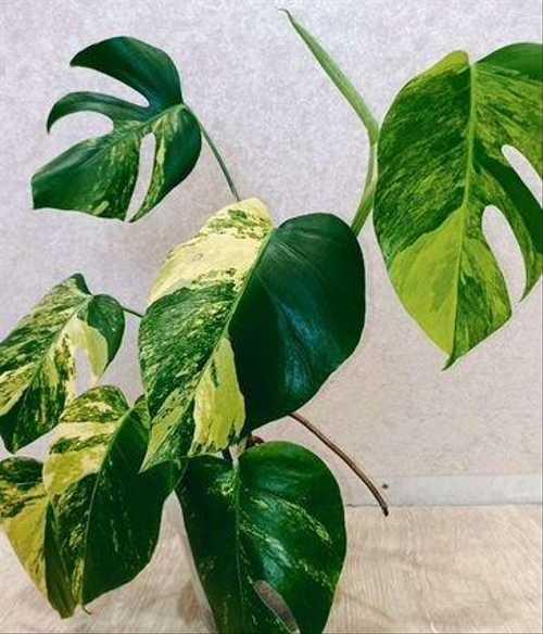 Monstera Aura Variegata
