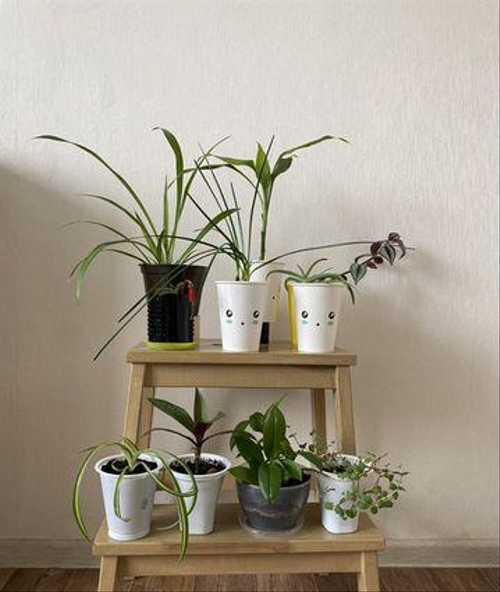 10 растений за 600