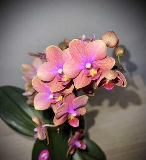 Орхидея ароматная Дасти бель