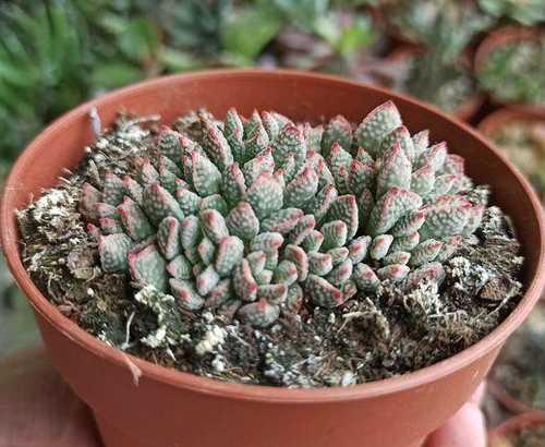 Крассула (Crassula Ausensis subs. Titanopsis)