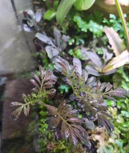 Соланум улеанум (solanum uleanum)