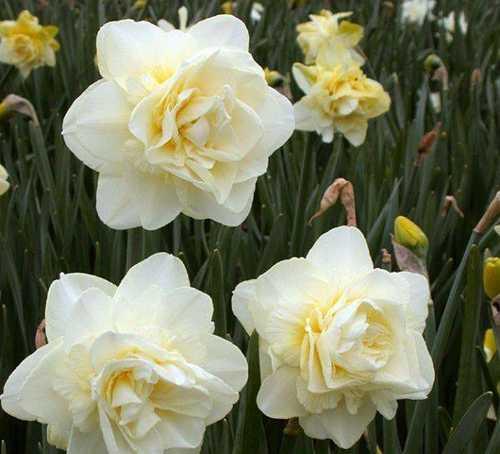 Нарциссы махровые крупноцветковые