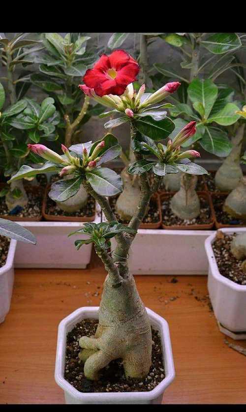 Адениум обесум семена. Адениум Cinderella. Adenium Obesum. Адениум Обесум из семян. Адениум Peony.