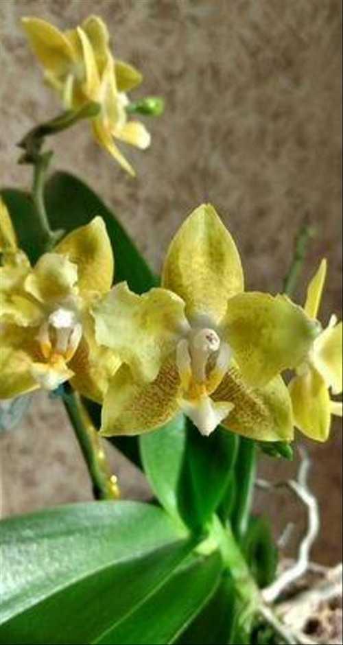 Орхидея Golden Pixie бабочка